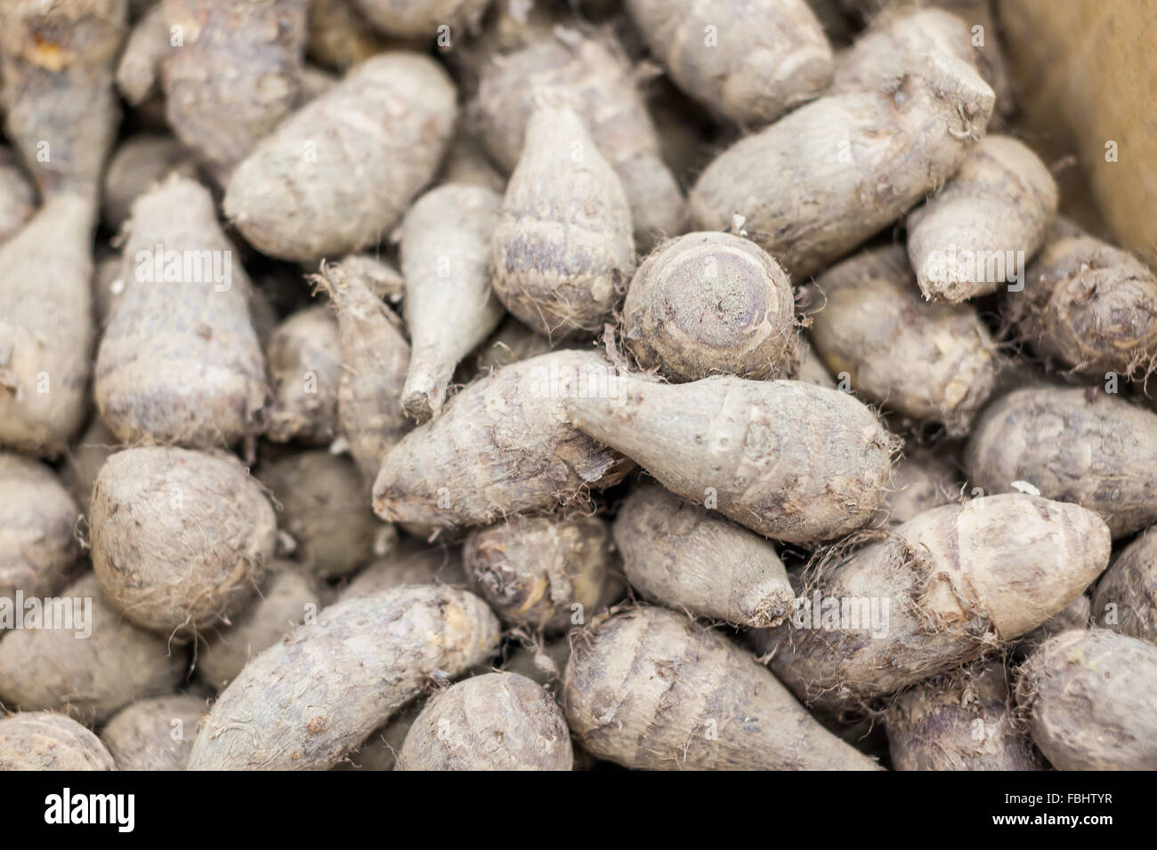 Taro stem hi-res stock photography and images - Alamy