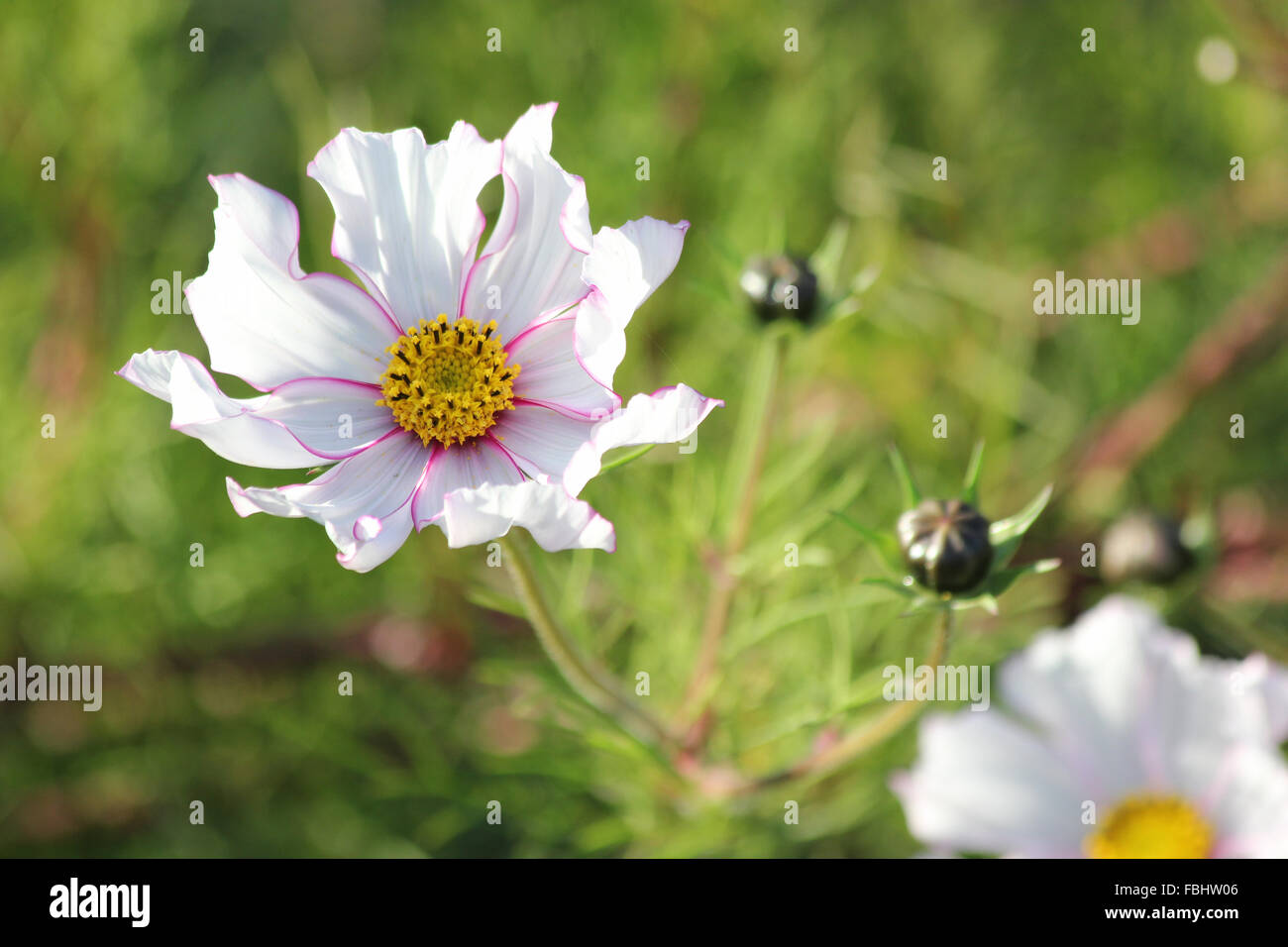 Single cosmos stem (Cosmos bipinnatus) with flower and buds in sunshine ...