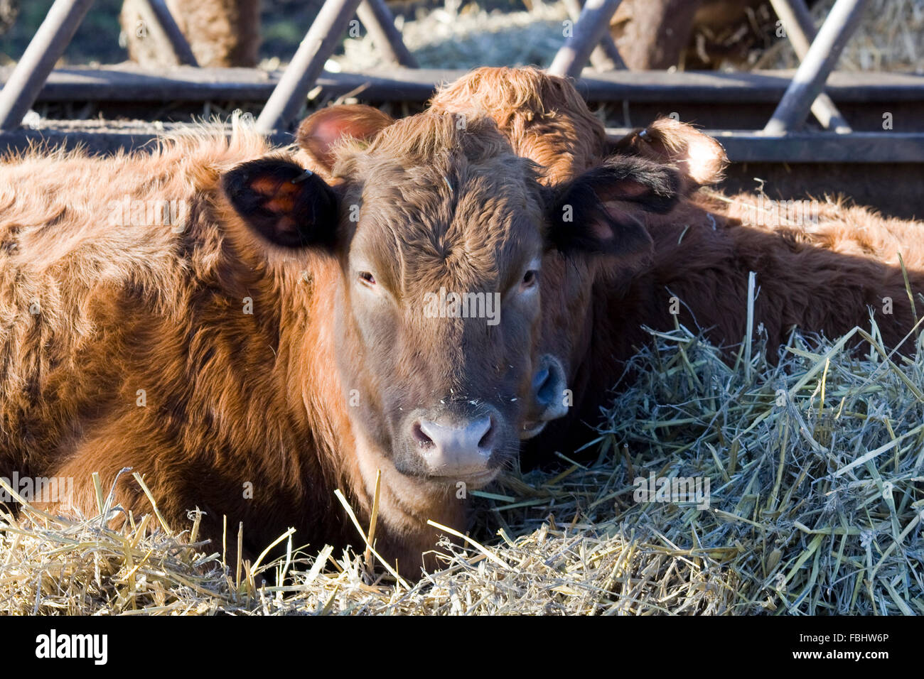 Cattle eating Hay from a container in a field Stock Photo - Alamy