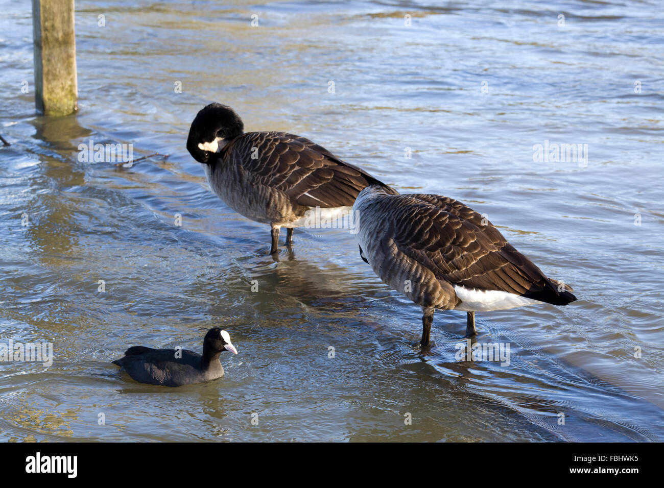 Canadian Geese in the water Stock Photo - Alamy