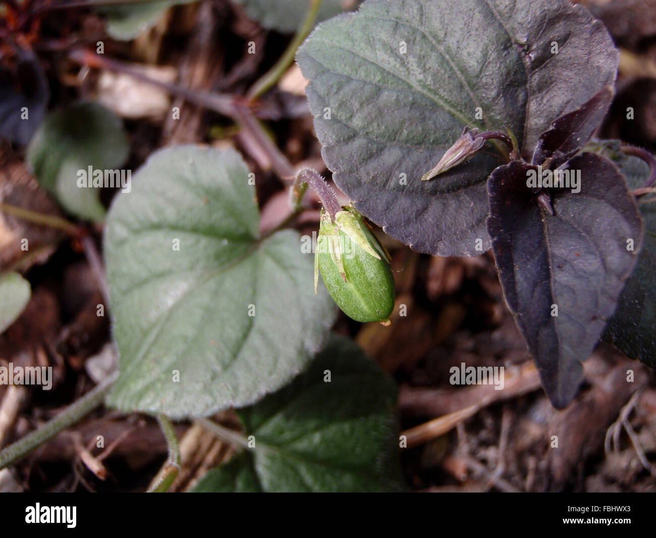 Viola sororia seed hi-res stock photography and images - Alamy