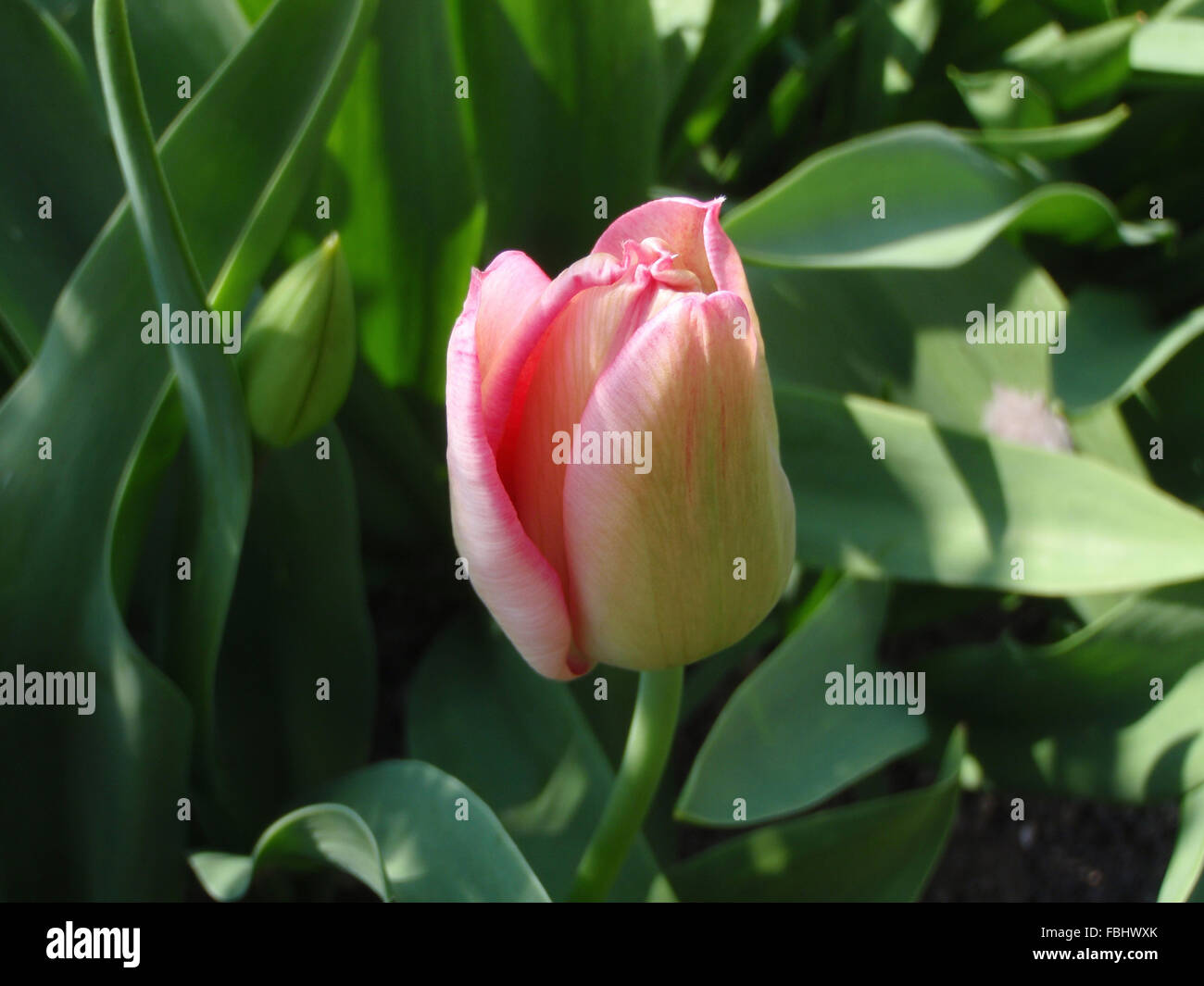 Pink tulip (Tulipa sp.) in sun with leaves and bud Stock Photo - Alamy