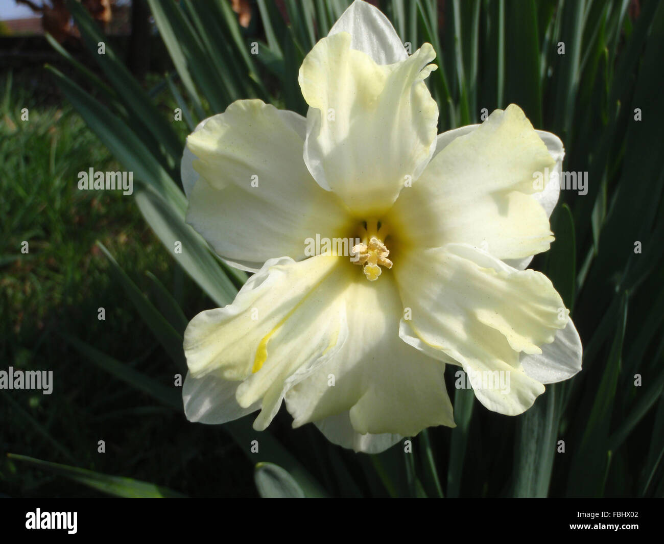 White and yellow split corona daffodil (Narcissus sp.) in sun Stock ...