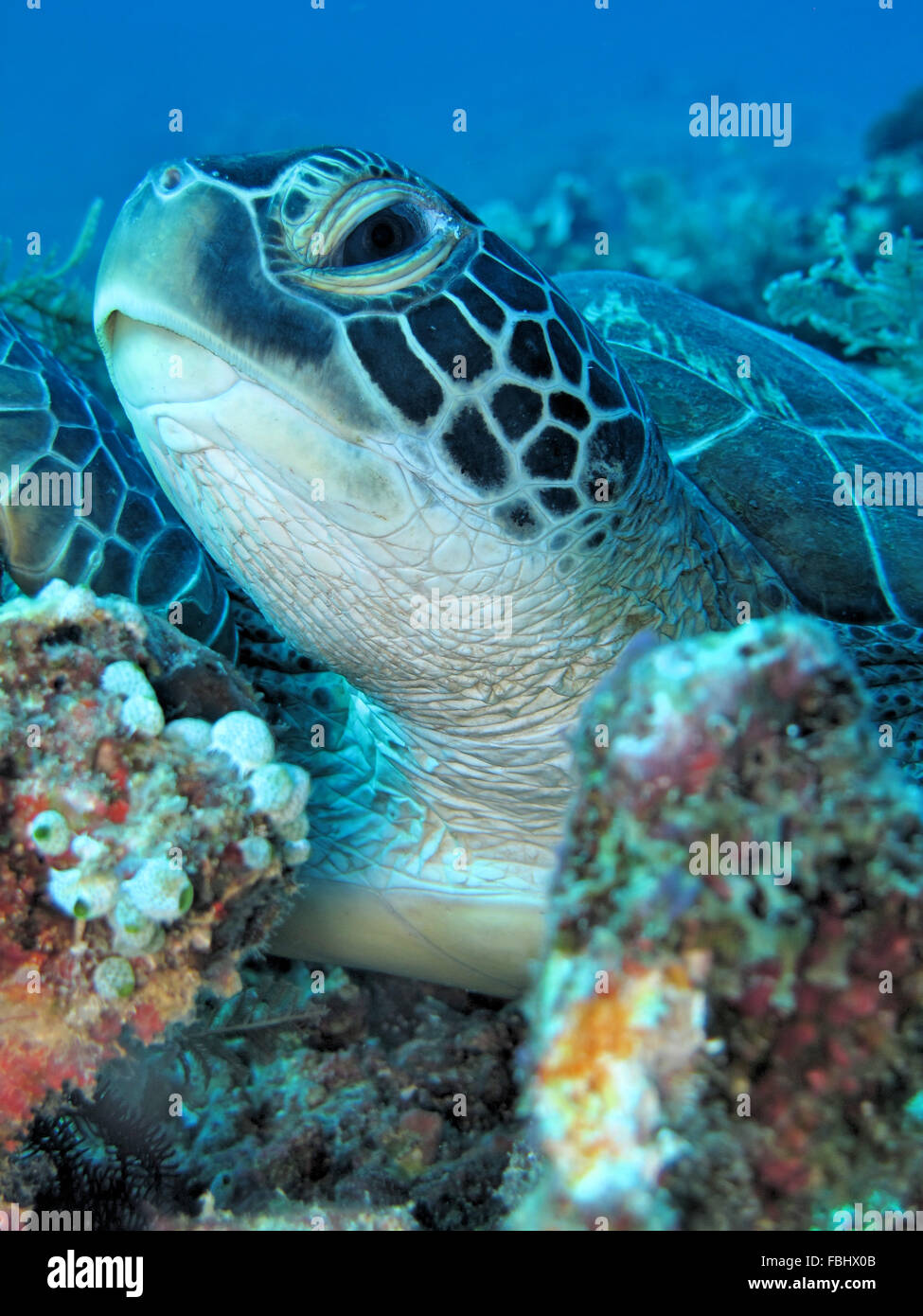 Sea Turtle Side View
