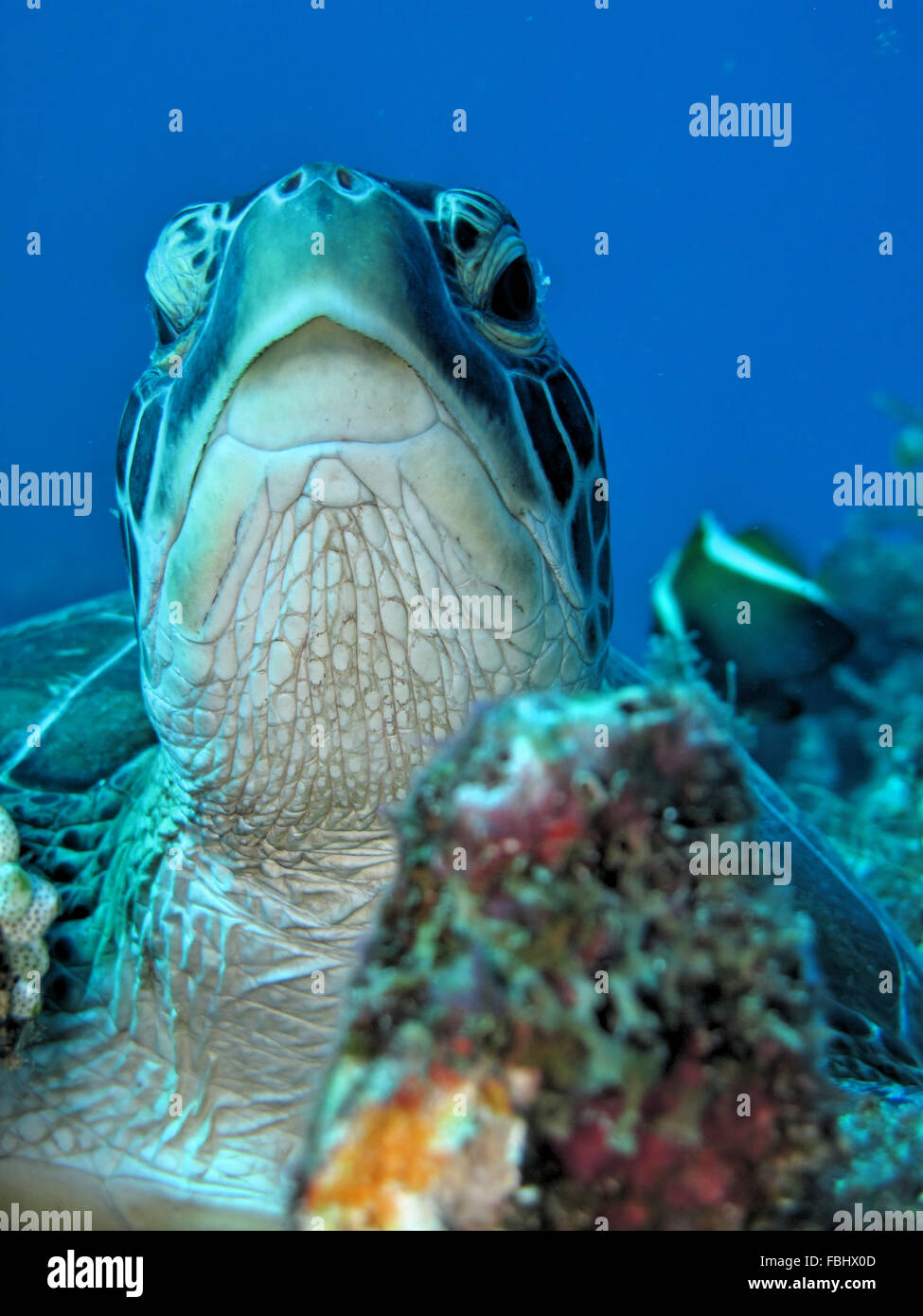 Close up face green sea turtle hi-res stock photography and images - Alamy
