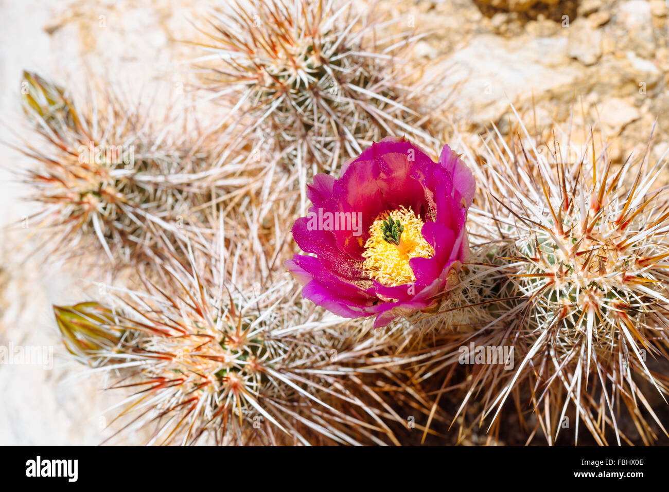 A blooming cactus in Joshua Tree National Park, California Stock Photo ...