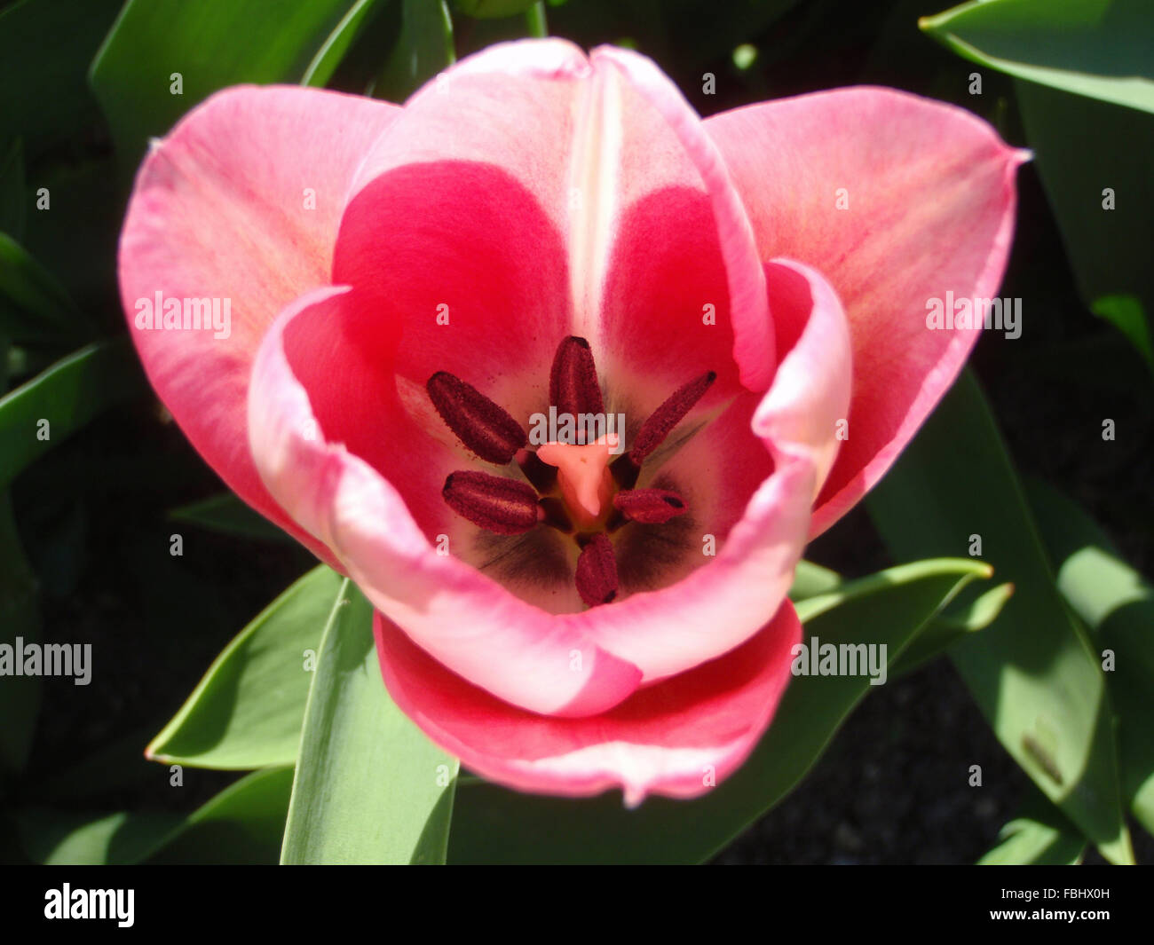 Pink tulip (Tulipa sp.) in sun in garden, seen from above Stock Photo ...