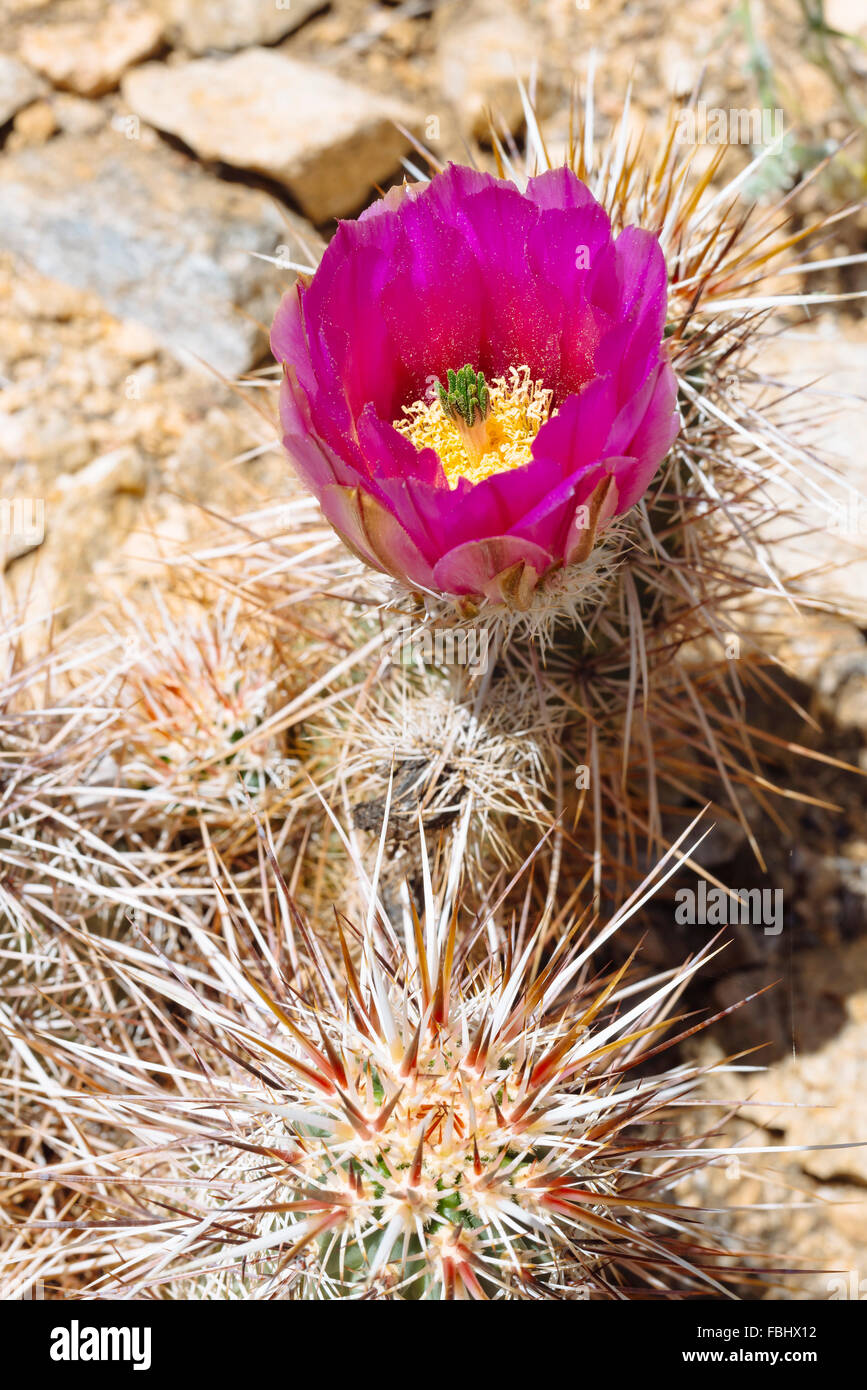 A blooming cactus in Joshua Tree National Park, California Stock Photo ...