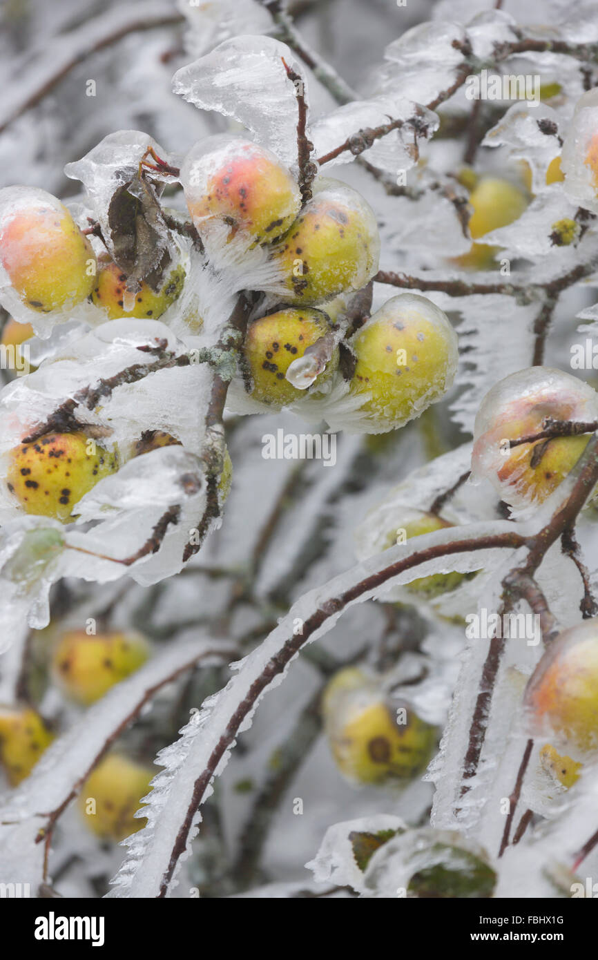 Apple trees in hoarfrost hi-res stock photography and images - Alamy