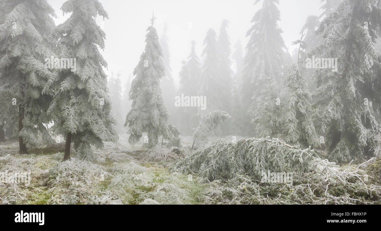 iced up forest in the Wechsel region, Lower Austria, Austria Stock ...