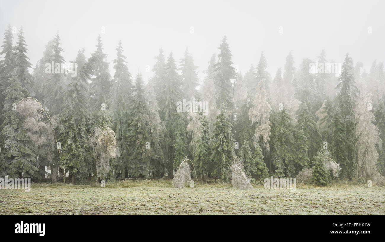 iced up forest in the Wechsel region, Lower Austria, Austria Stock ...