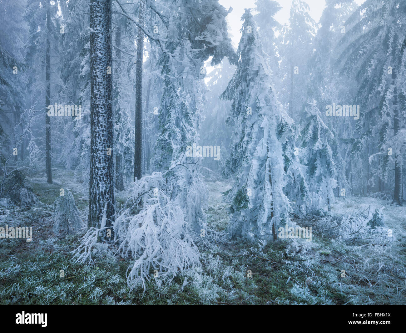 iced up forest in the Wechsel region, Lower Austria, Austria Stock ...