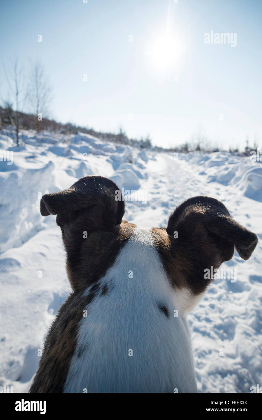 Back of dog head hi-res stock photography and images - Alamy