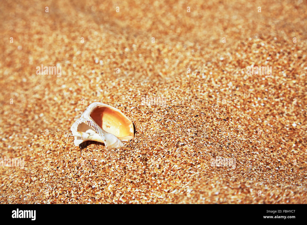Sand shell hi-res stock photography and images - Alamy