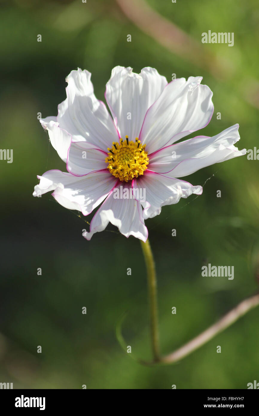 Single cosmos flower (Cosmos bipinnatus) in sunshine with blurred ...