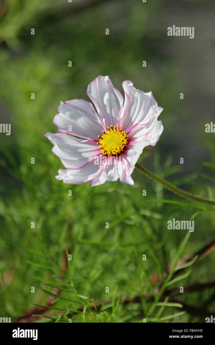 Single cosmos flower (Cosmos bipinnatus) in sunshine with cosmos ...