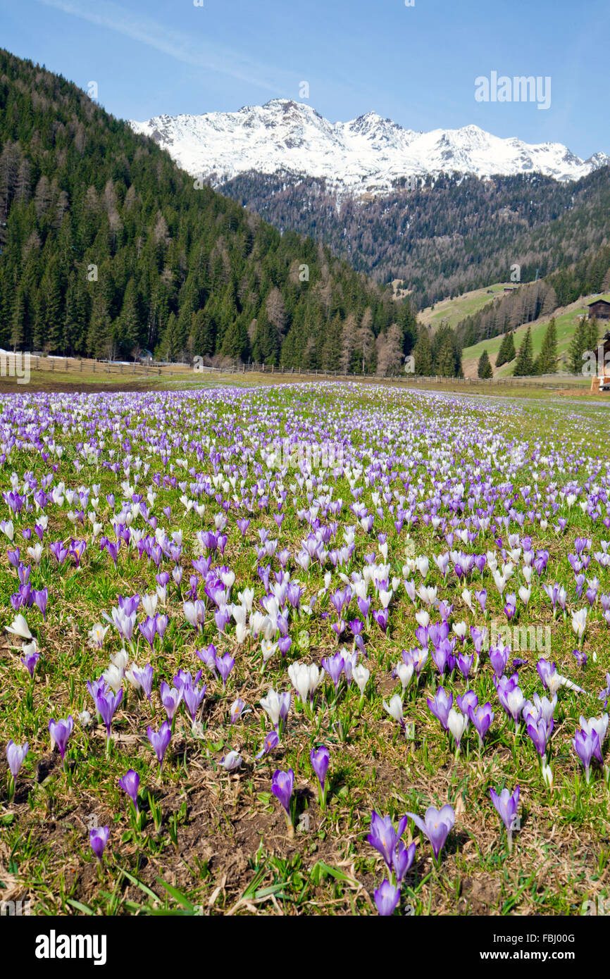 Crocus meadow in front of snowy mountains Stock Photo - Alamy