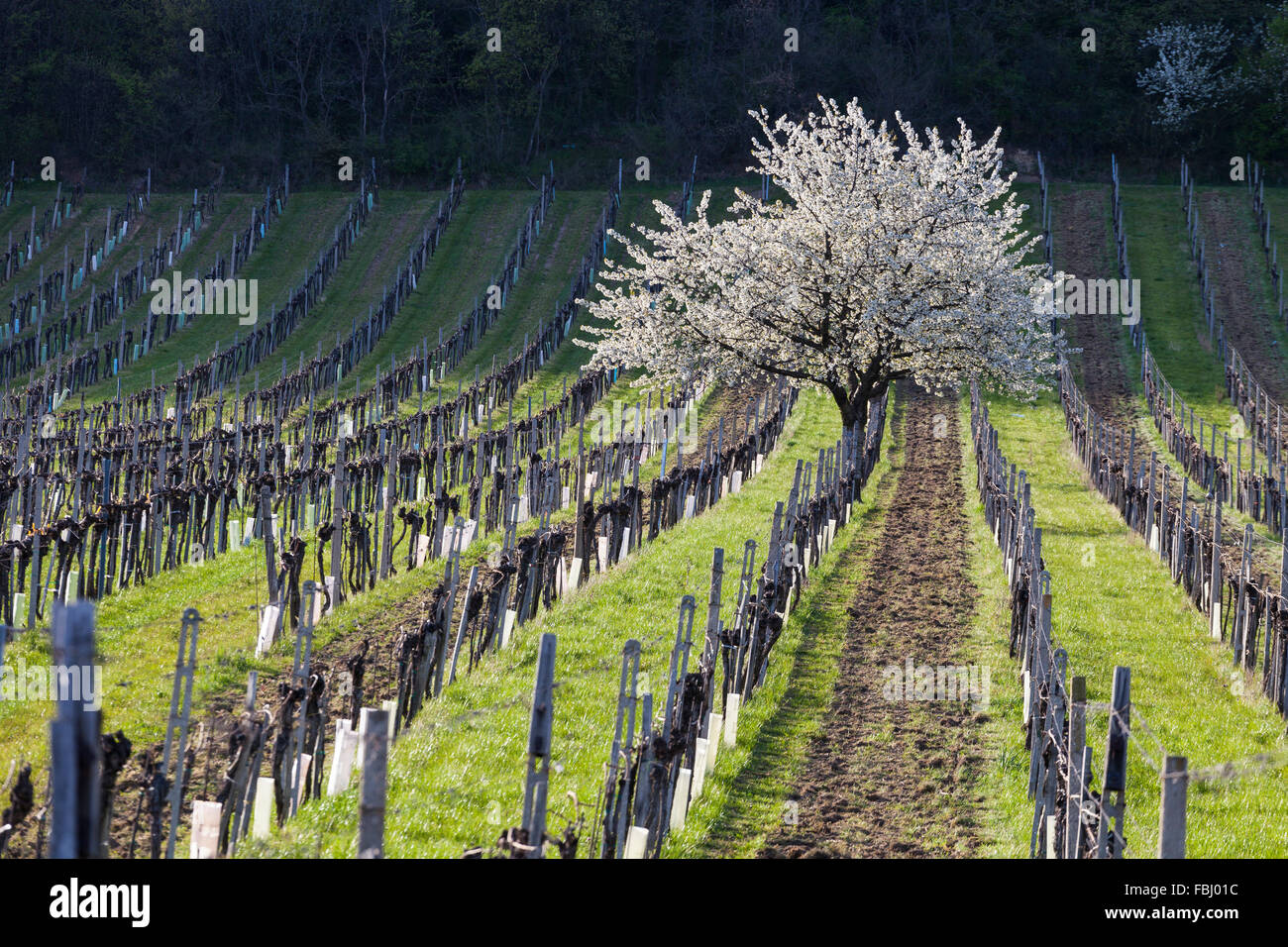 Cherry flower cycle track hi-res stock photography and images - Alamy