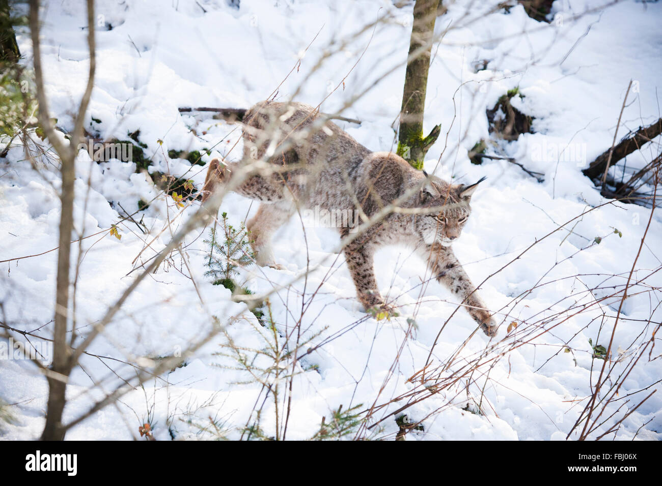 Lynx stalks hi-res stock photography and images - Alamy