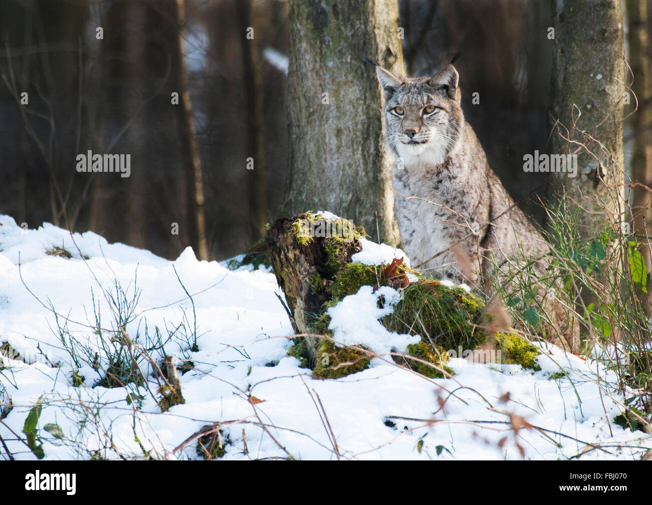 Lynx sitting and watching Stock Photo - Alamy