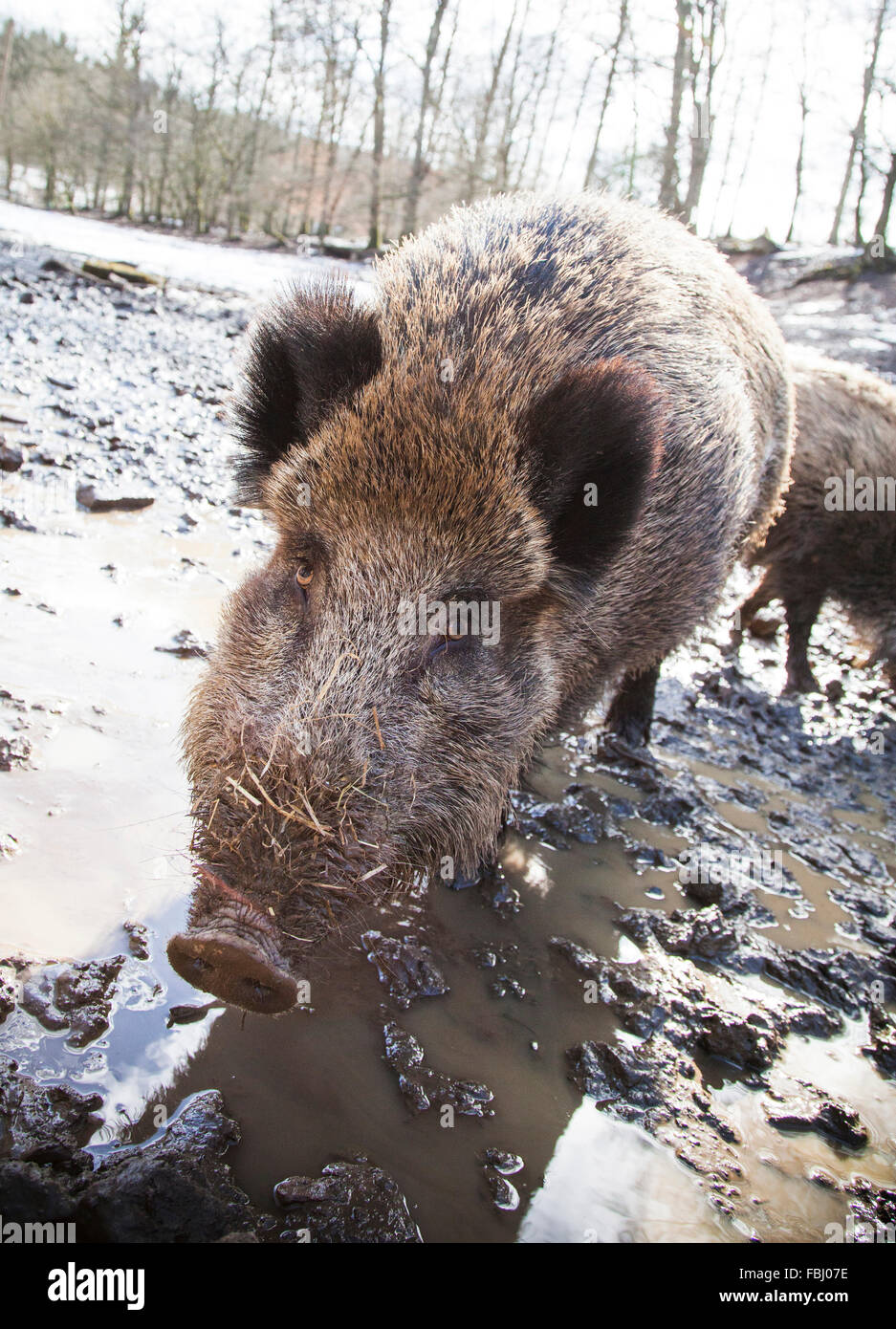 Wild boar nose hi-res stock photography and images - Alamy
