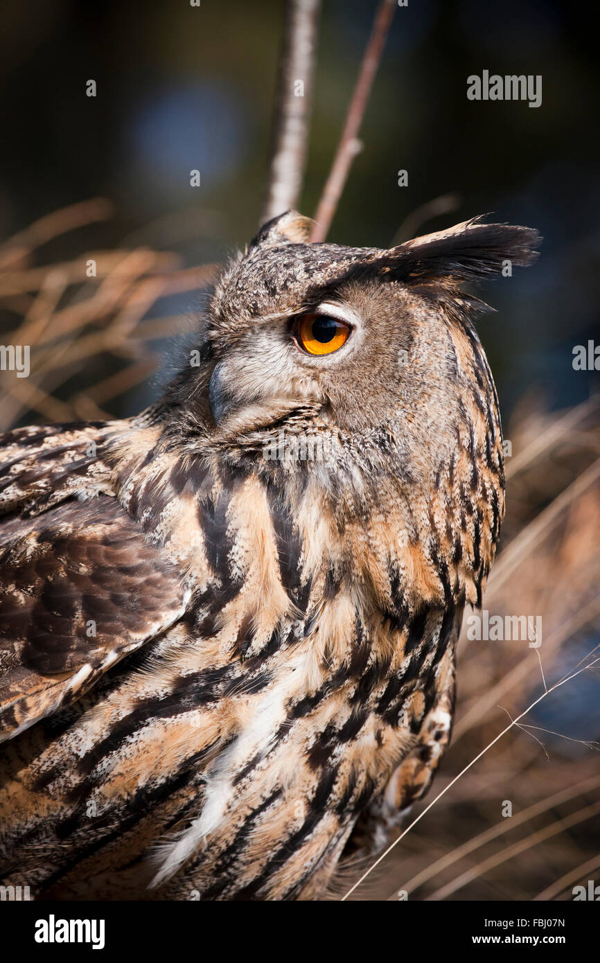 Male eagle owl in the forest hi-res stock photography and images - Alamy