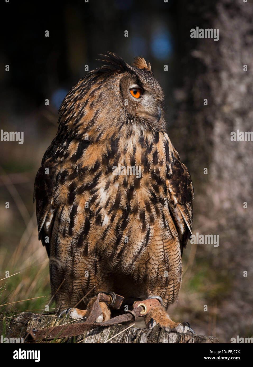 Owl in profile hi-res stock photography and images - Alamy