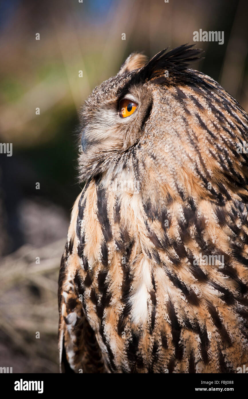 Eagle owl, portrait, half profile Stock Photo - Alamy