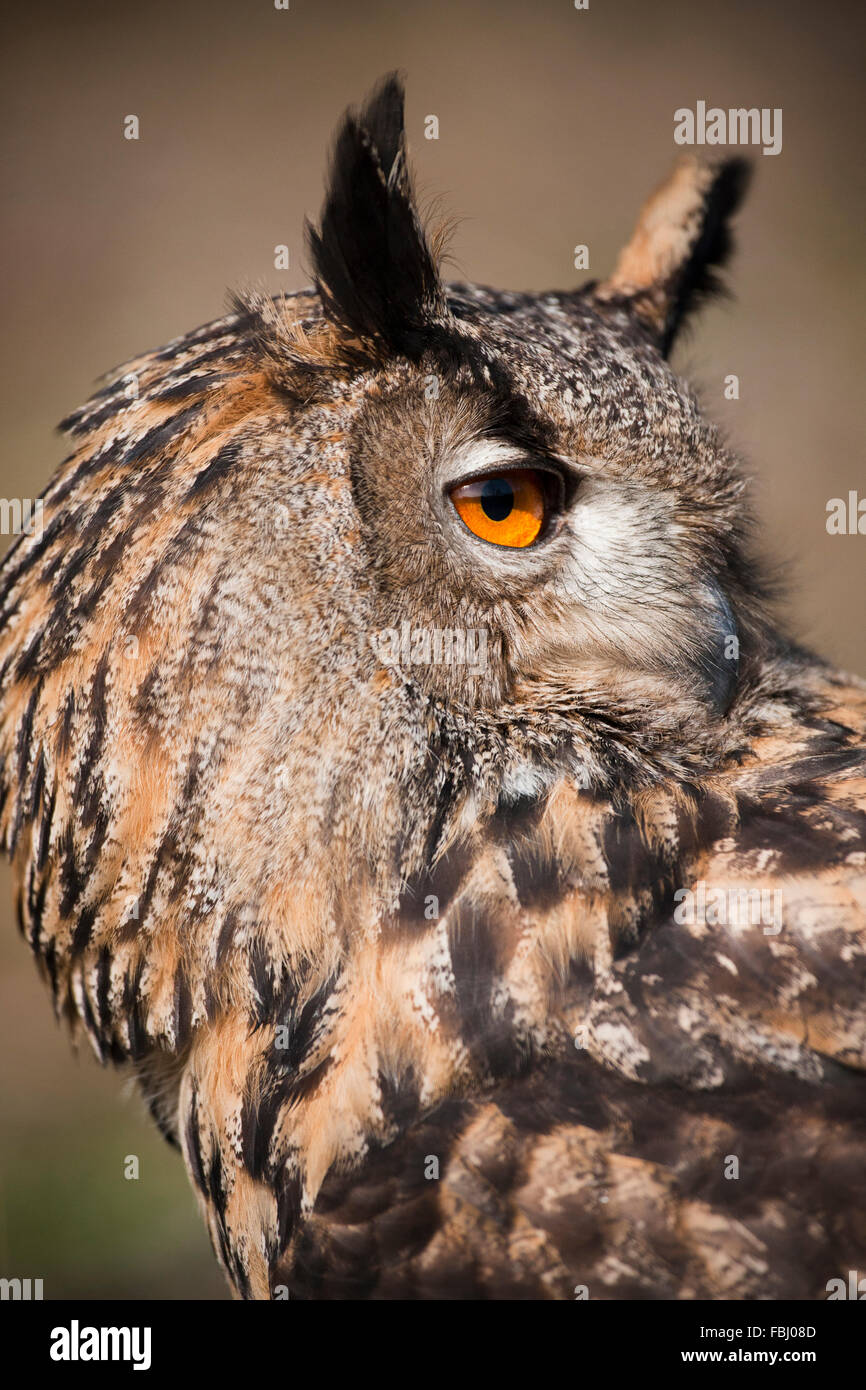 Eagle owl, portrait, side view, profile Stock Photo - Alamy