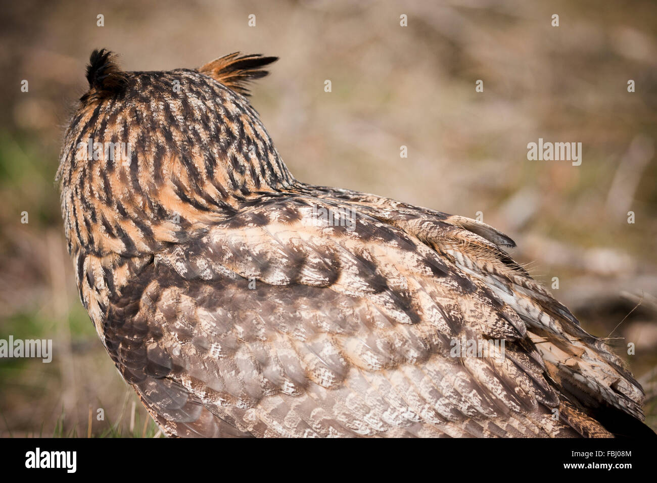 Eagle owl, portrait, side view, profile Stock Photo - Alamy
