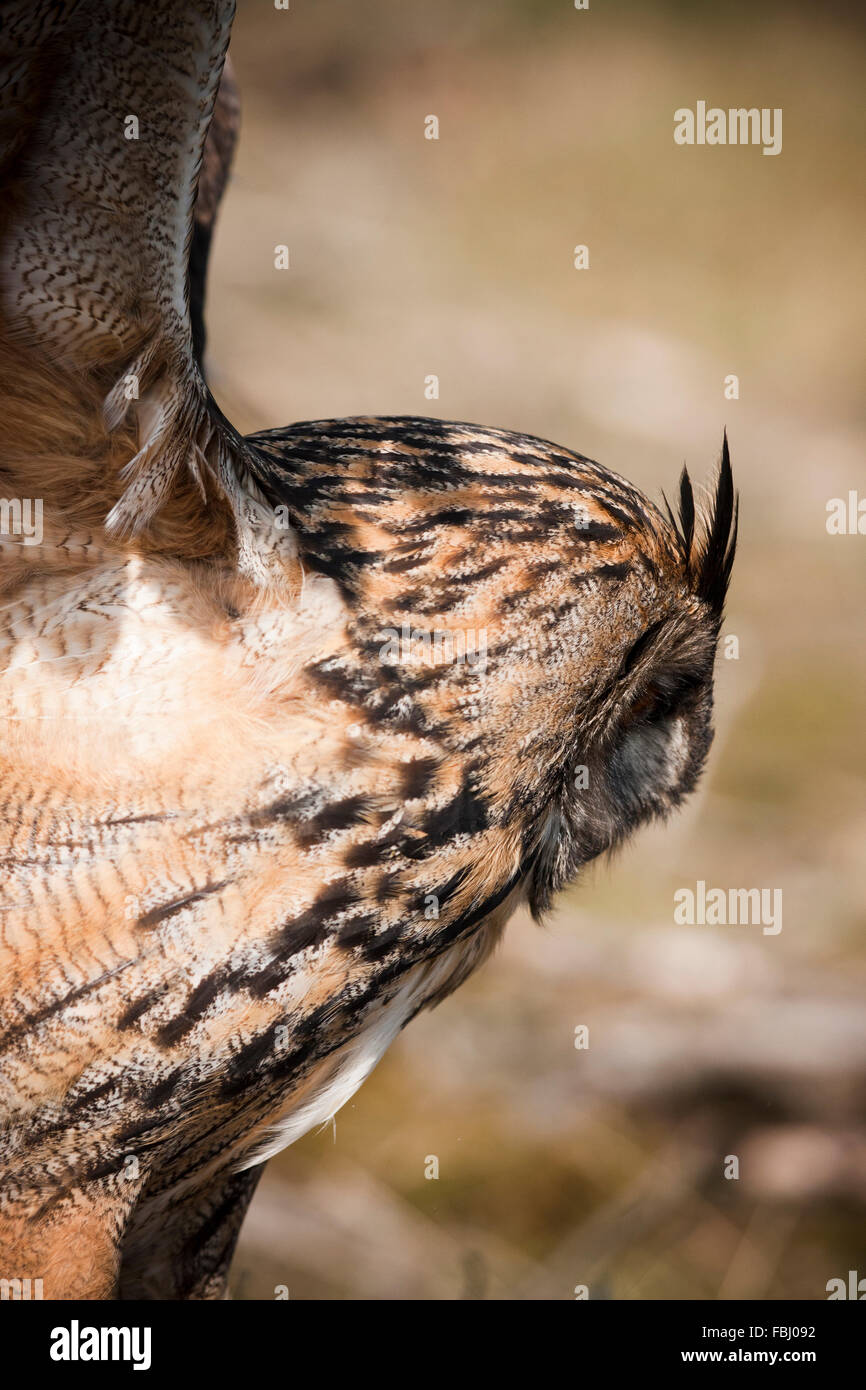 Eagle owl, portrait, side view, profile Stock Photo - Alamy