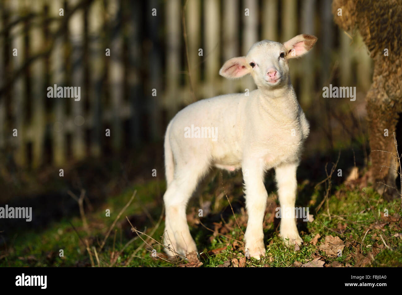 Domestic sheep, Ovis orientalis aries, lamb, meadow, side view ...