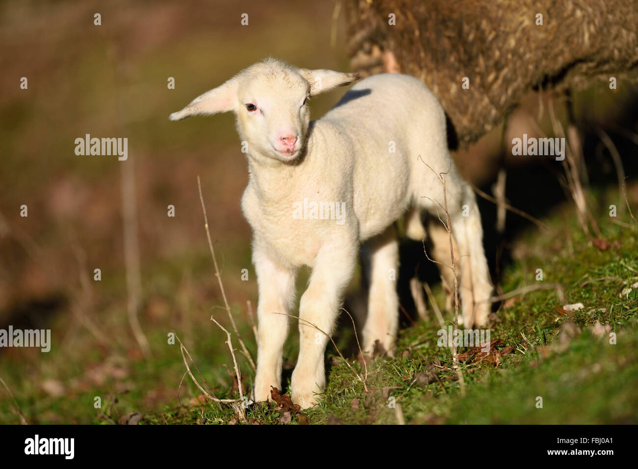 Domestic sheep, Ovis orientalis aries, lamb, meadow, side view ...