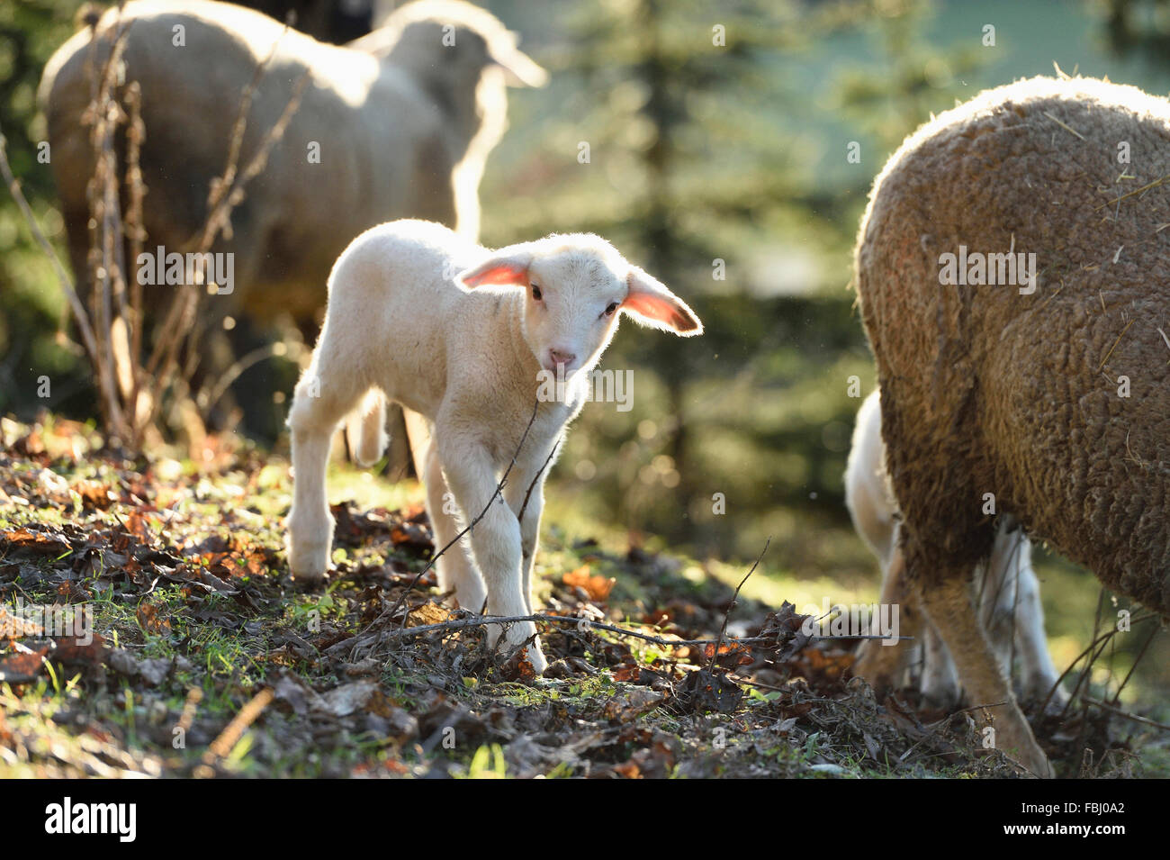 Domestic sheep, Ovis orientalis aries, lamb, meadow, side view ...