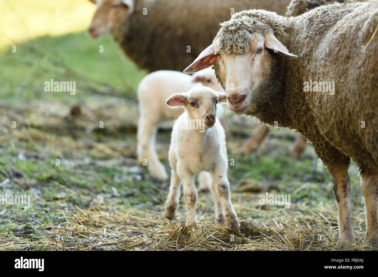 Domestic sheep, Ovis orientalis aries, ewe, lambs, meadow, side view, standing, looking at ...