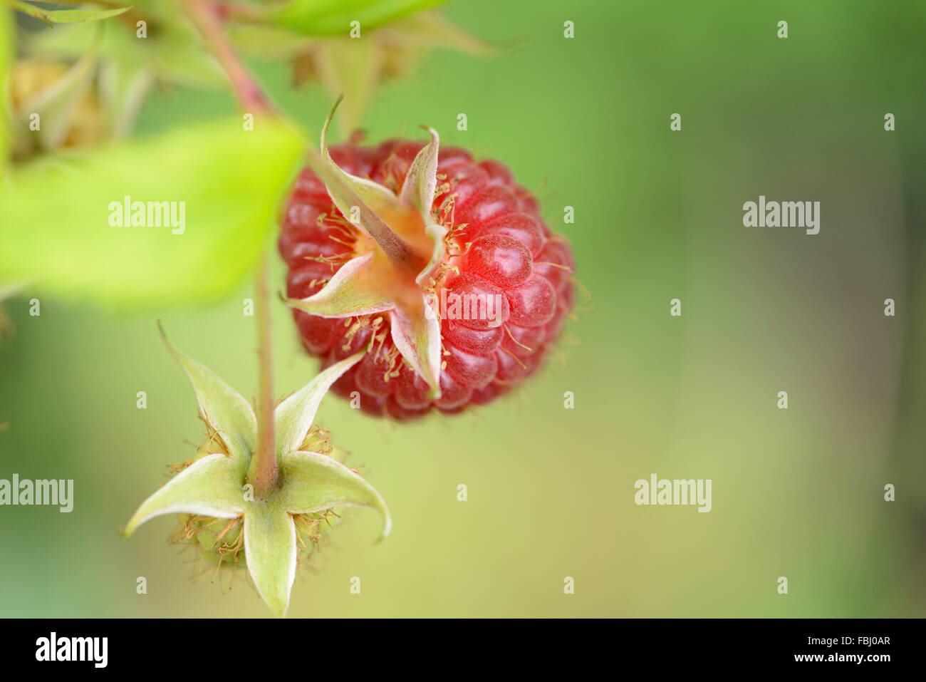 Raspberry, Rubus idaeus, fruit, ripe, hanging, autumn Stock Photo - Alamy