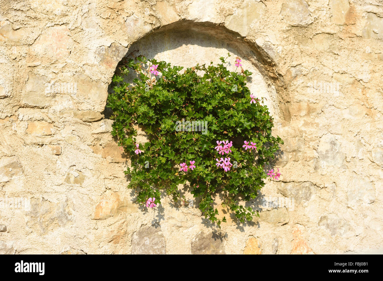 Geranium, Pelargonium, stone wall, growing, blossoming Stock Photo - Alamy