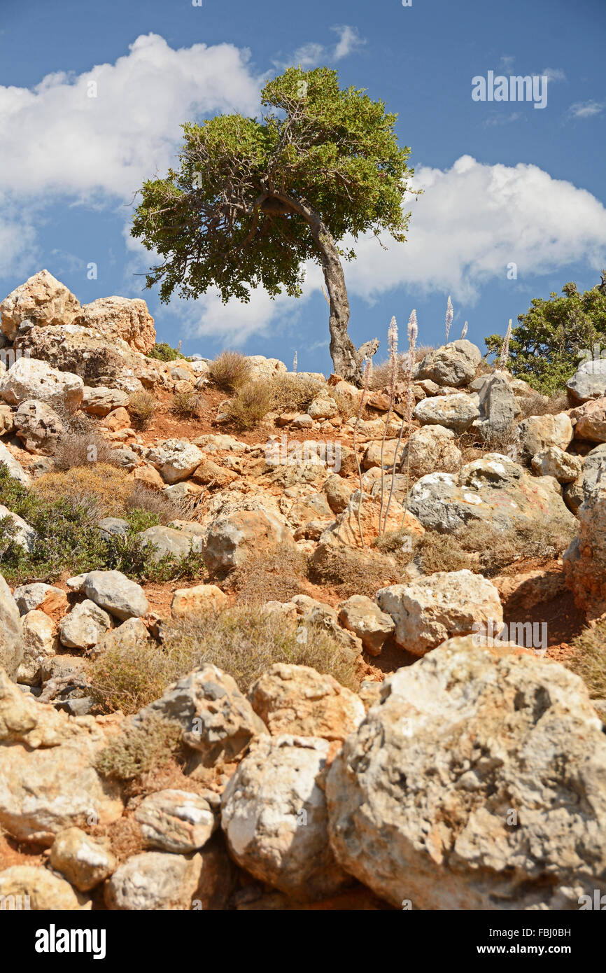 Crete, tree in the midst of stones Stock Photo - Alamy