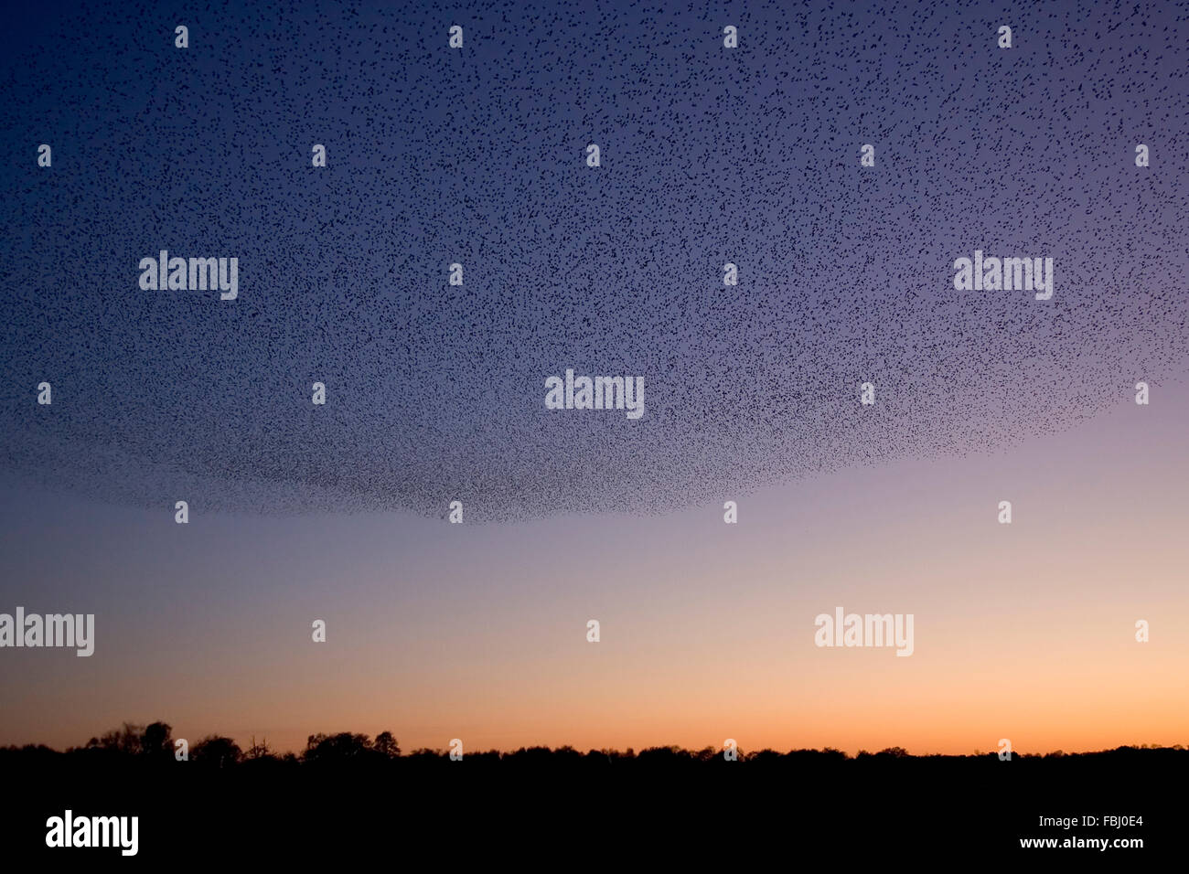 Overhead flight of birds High Resolution Stock Photography and Images ...