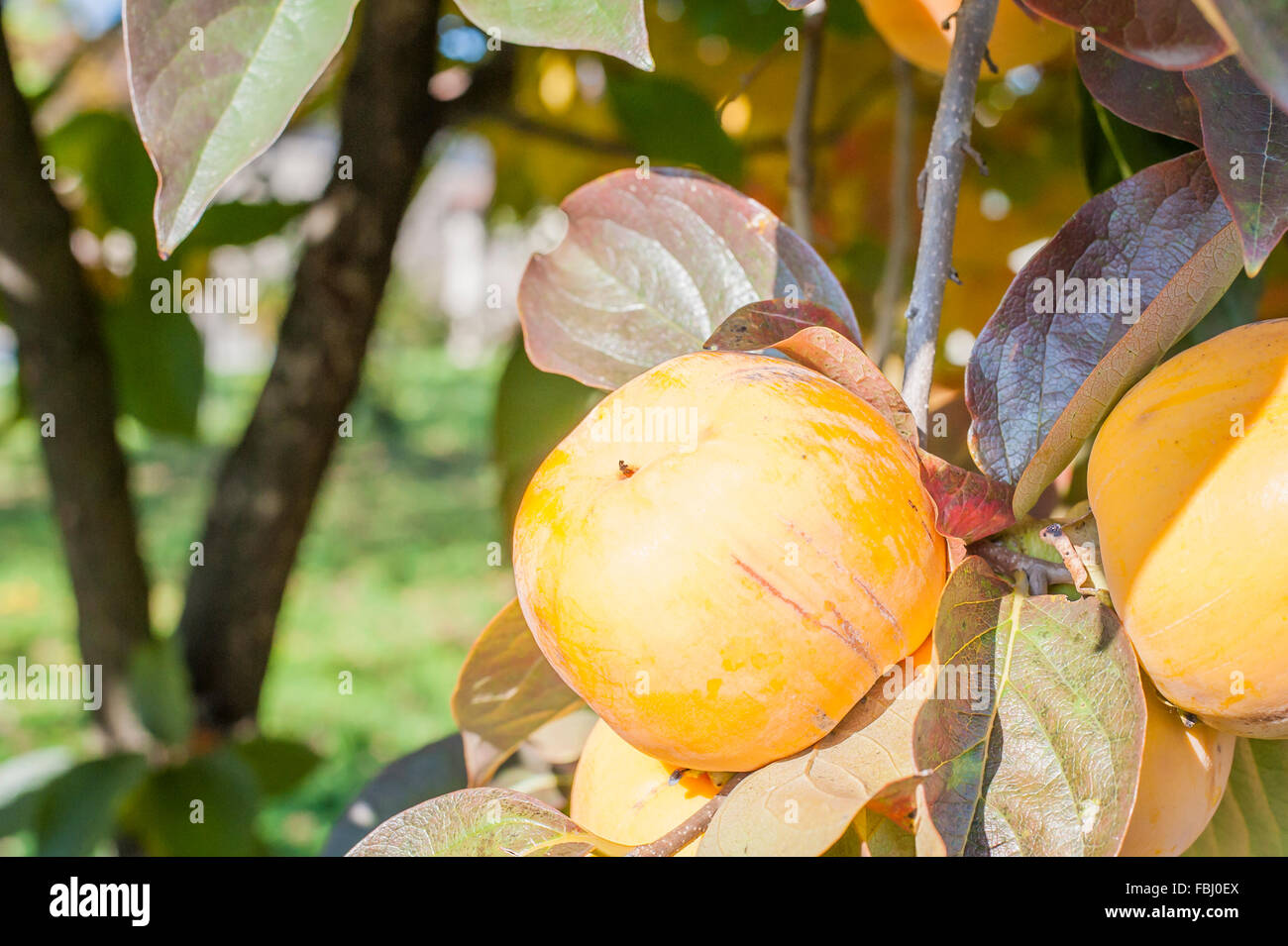The fall season hi-res stock photography and images - Alamy