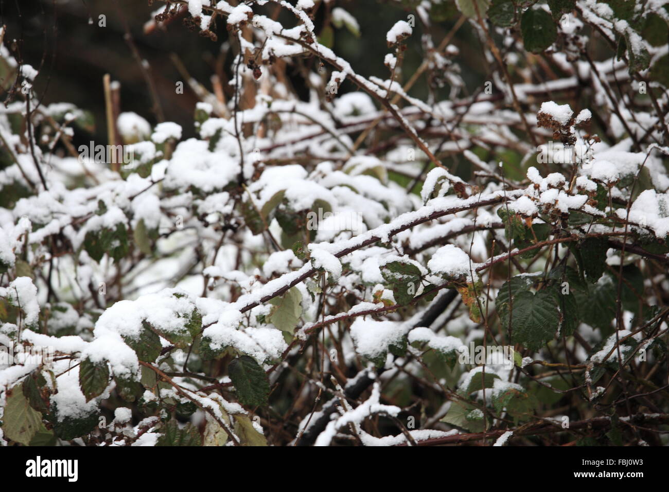 Buddleja or Buddleia bush in winter snow Stock Photo - Alamy