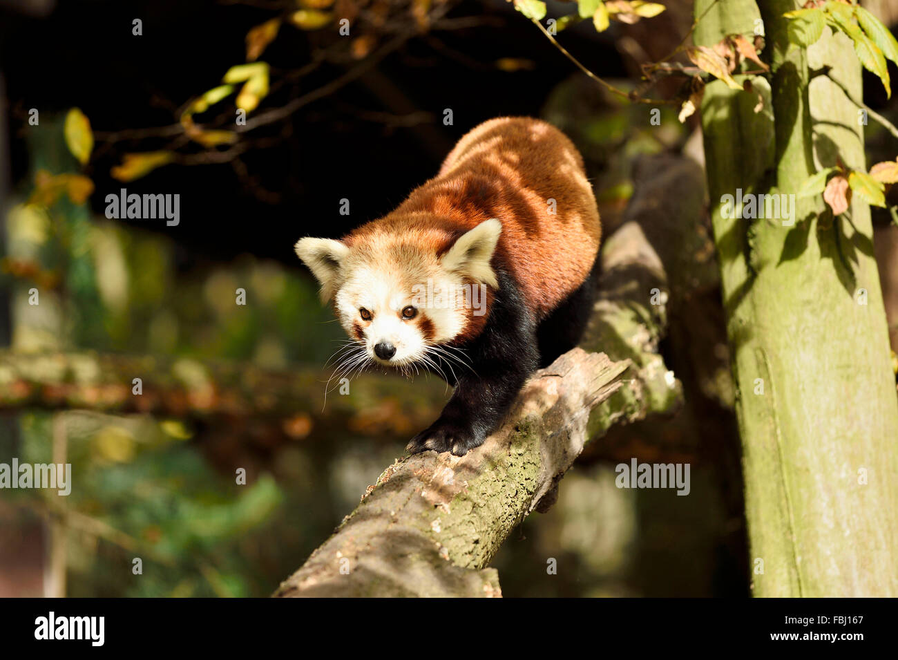 Red panda side view hi-res stock photography and images - Alamy