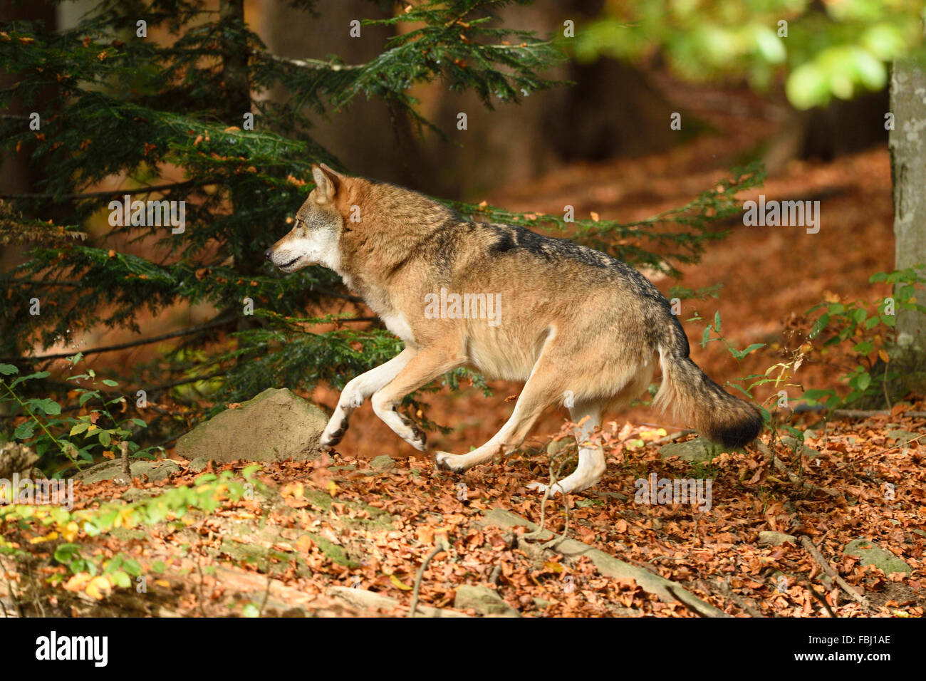 Prey grip arms hi-res stock photography and images - Alamy