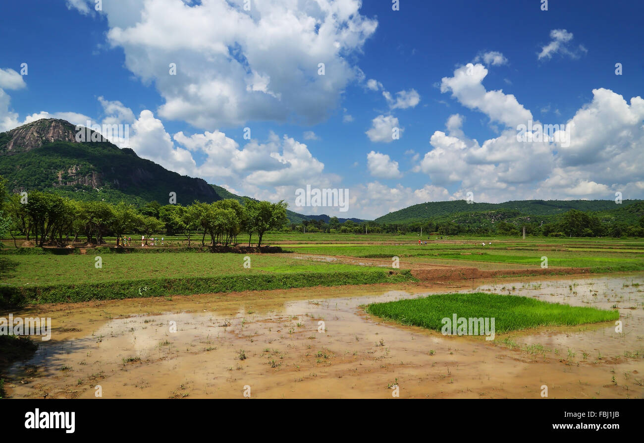 Indian rice field hi-res stock photography and images - Alamy