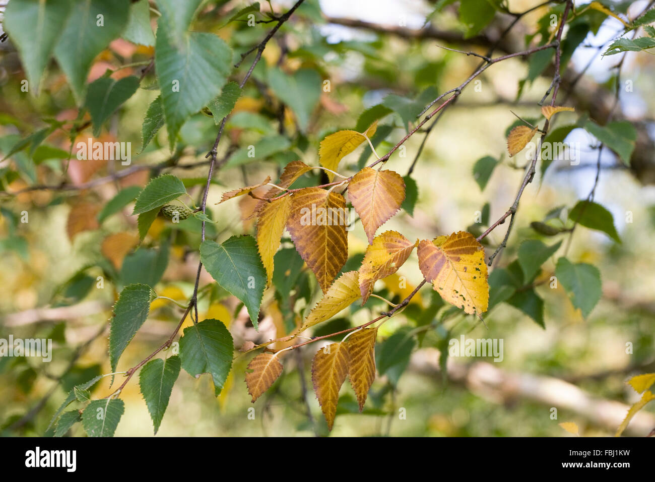 Close up of leaves of birch tree hi-res stock photography and images ...