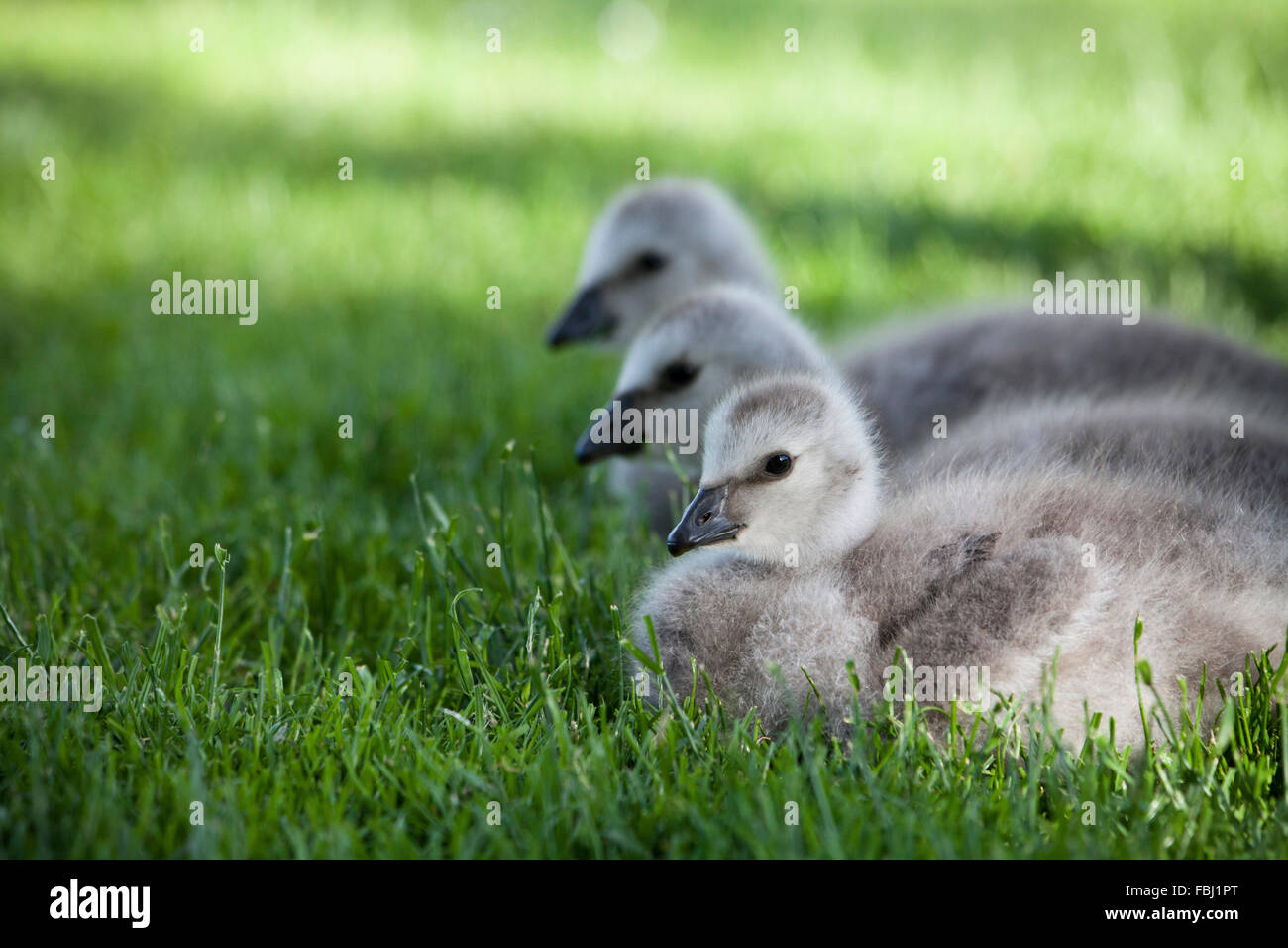 Chicks of the barnacle goose on a meadow Stock Photo - Alamy