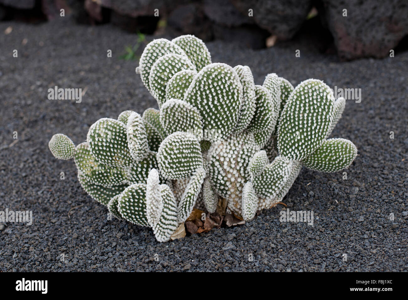 Albara hi-res stock photography and images - Alamy