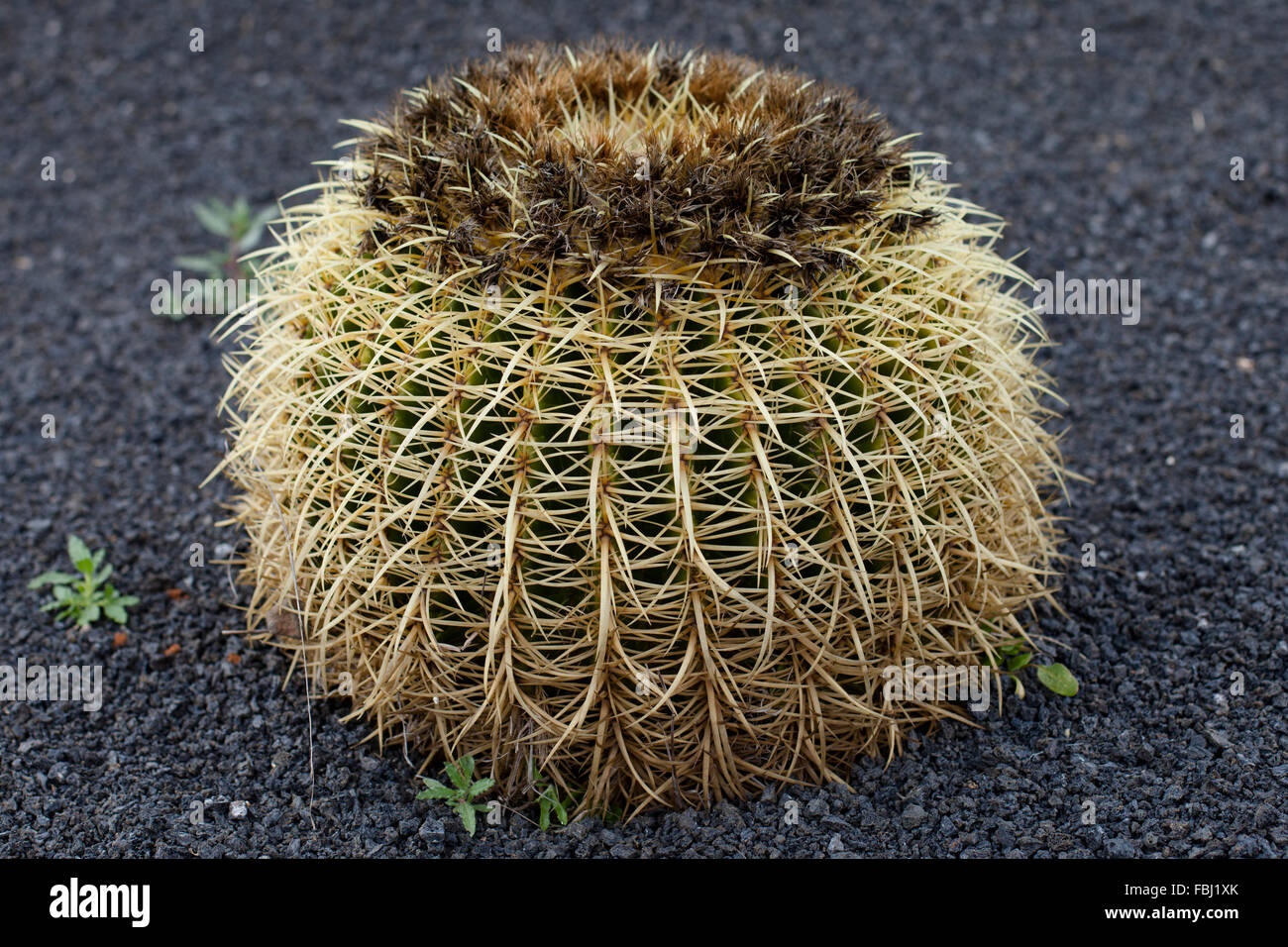 Oroya hi-res stock photography and images - Alamy
