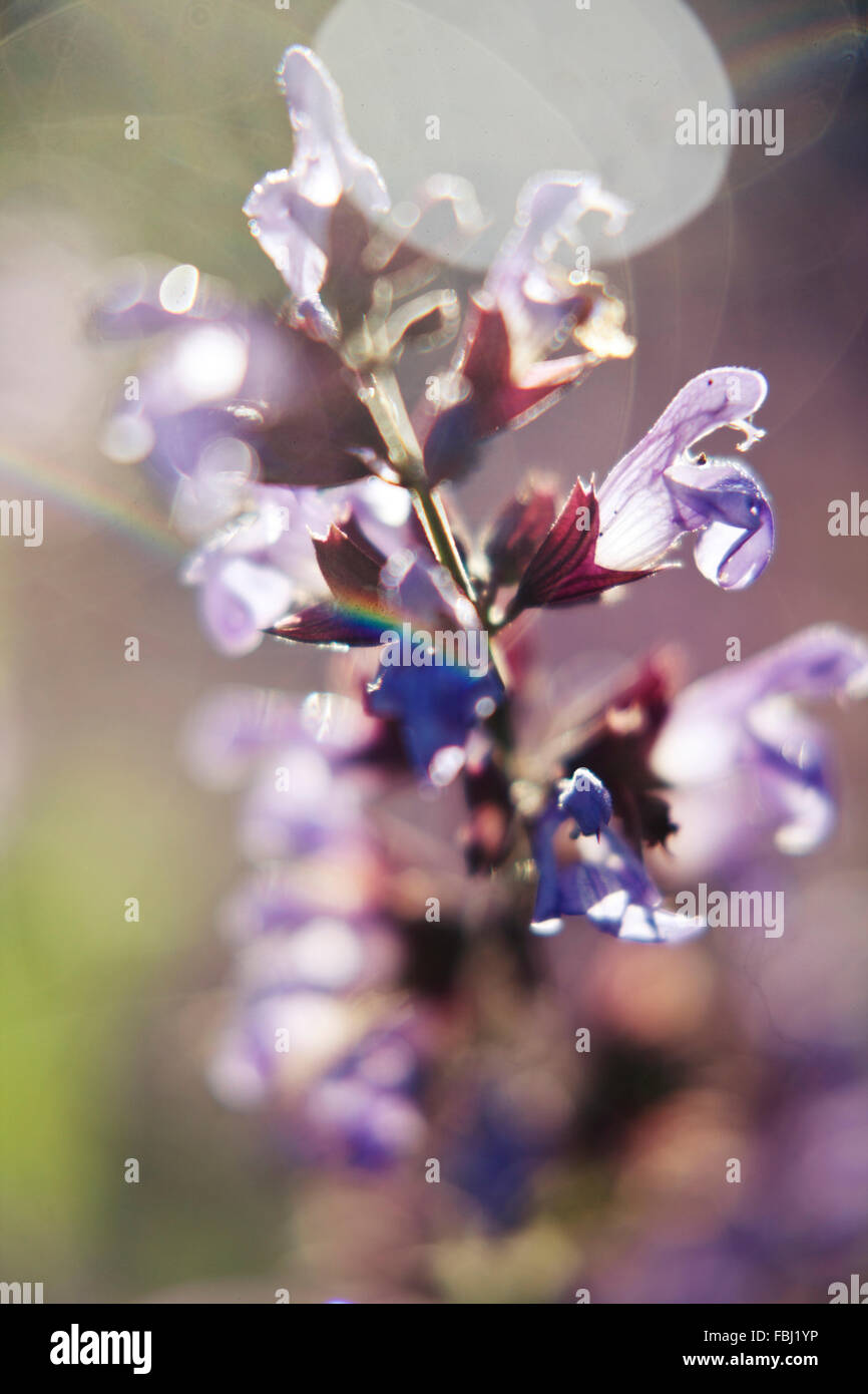 Sage blossom in the morning sun Stock Photo - Alamy