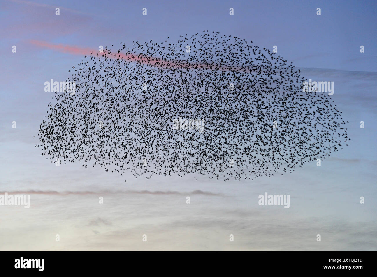 Starlings flying in formation at dusk hi-res stock photography and ...